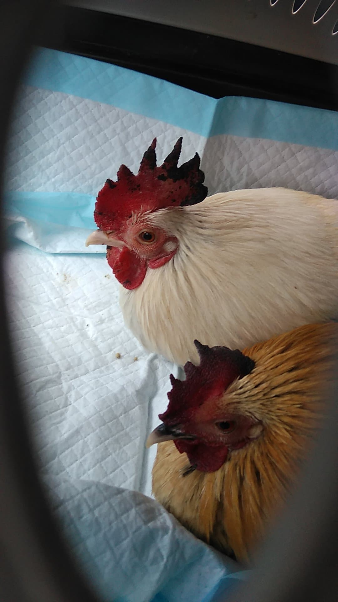 Protect Your Chickens from Cold-Weather Conditions - Backyard Poultry